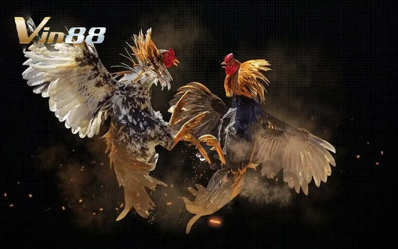 Đá Gà Vin88 - Khám Phá Sân Đấu Sôi Động Hàng Đầu